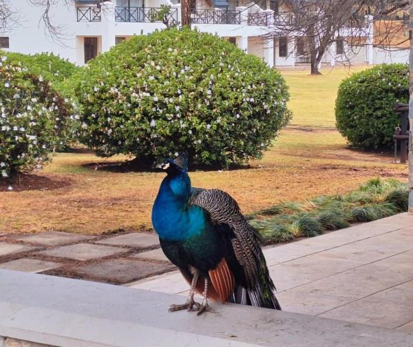 Champagne Castle Hotel 4* Bergview, Drakensberg (91 guest reviews ...